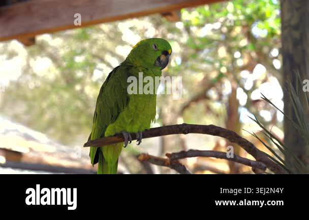 Green parrot with vivid feathers in warm tropical sunlight Stock Video ...