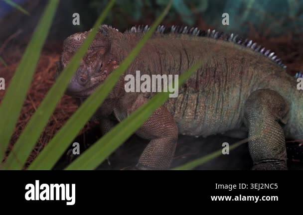 Large rhinoceros iguana resting in tropical reptile enclosure Stock ...