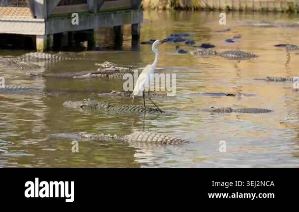 White egret standing in water surrounded by numerous alligators Stock ...