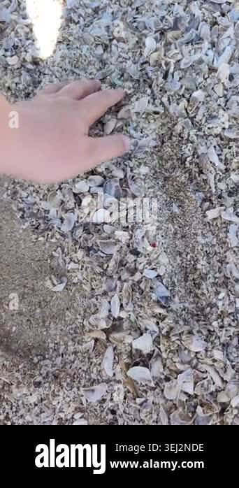 An adult hand touches crushed seashells and sand on a sunny beach ...