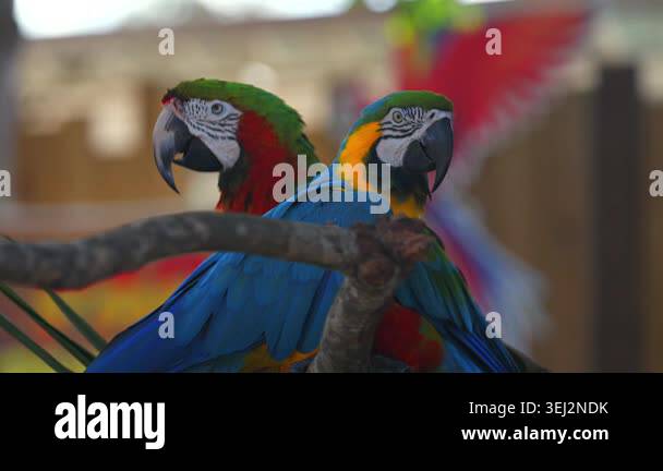 Close up of colorful macaws with vibrant feathers and soft background ...