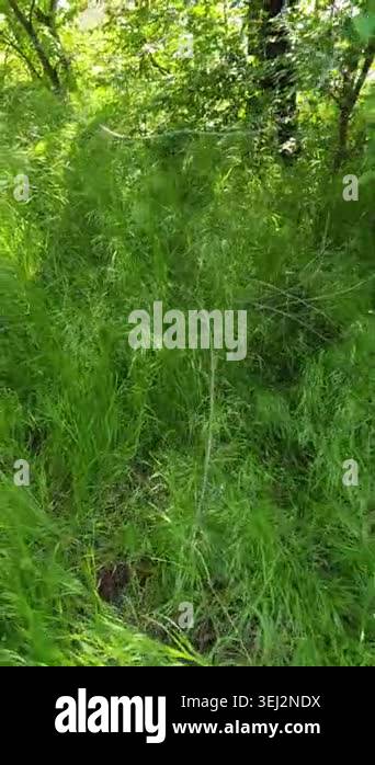 An overgrown woodland path with tall green grass, leafy trees, and ...