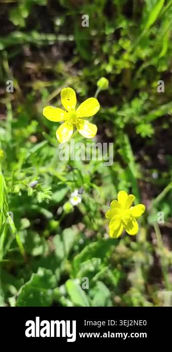 Close up vertical video of yellow wildflowers blooming in sunlit green ...