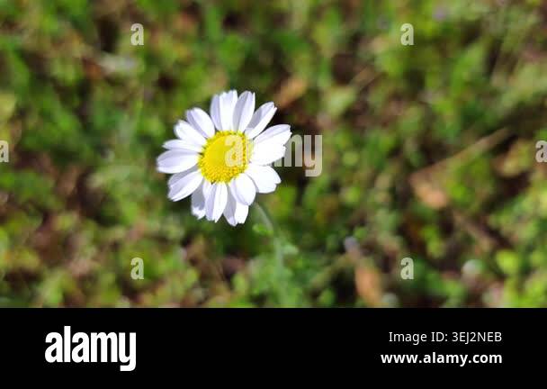 A single white daisy with a yellow center blooms in a green meadow ...