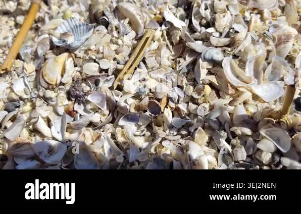 Crushed seashells, shell fragments, and small reeds cover a sunny beach ...