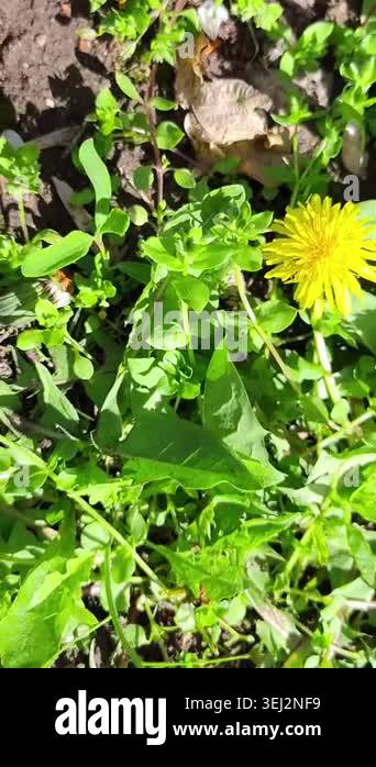 Vertical handheld video shows a yellow dandelion flower growing among ...