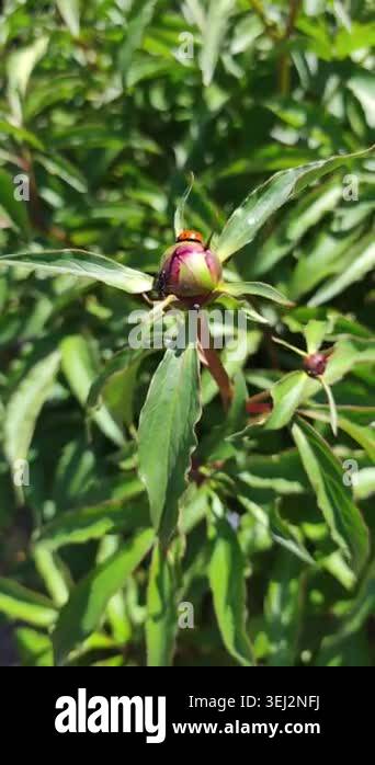 Close up vertical video of a ladybug and ants on a peony bud among ...
