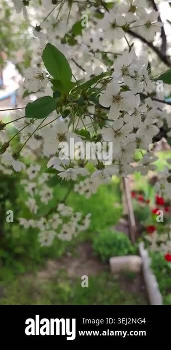 Close-up vertical video shows white cherry blossoms and green leaves on ...