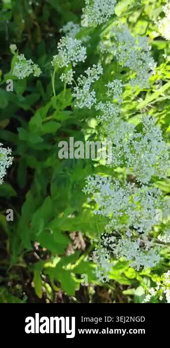 Close up vertical video of white wildflowers blooming among green ...