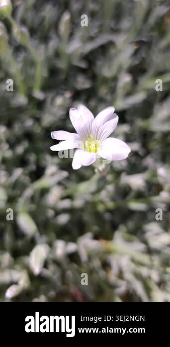A single pale wildflower blooms among soft green foliage, creating a ...