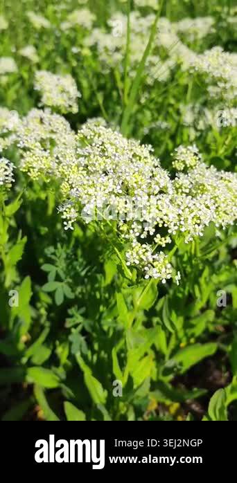 Close up vertical video of tiny white blossoms growing in a sunny green ...