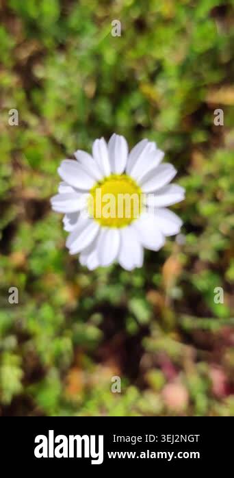 A white daisy flower with a bright yellow center blooms in sunlight ...