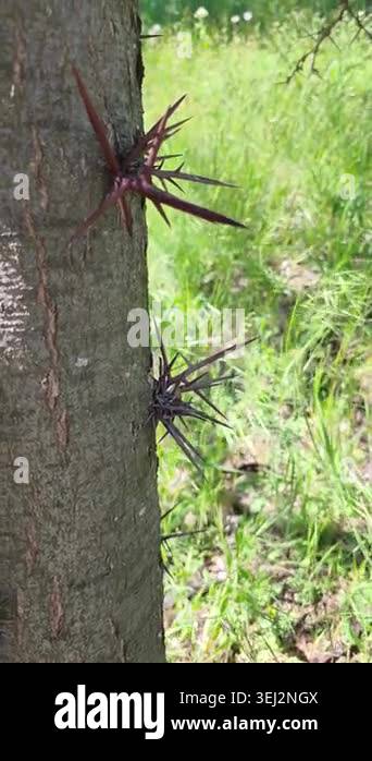 Sharp thorns grow from a tree trunk with green grass and sunlight in ...