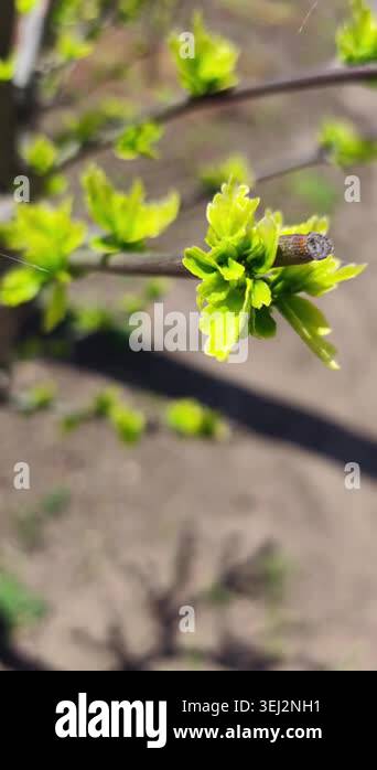 Close up vertical video of young green leaves budding on a tree branch ...