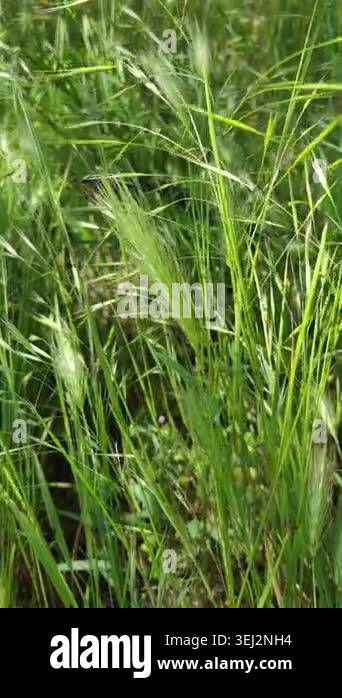 Fresh green meadow grass and wild seed heads move gently in sunlight ...