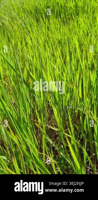 Lush green grass blades grow in bright sunlight, creating a fresh ...