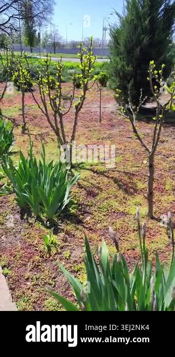Vertical video of a roadside landscaped garden with pruned trees, green ...