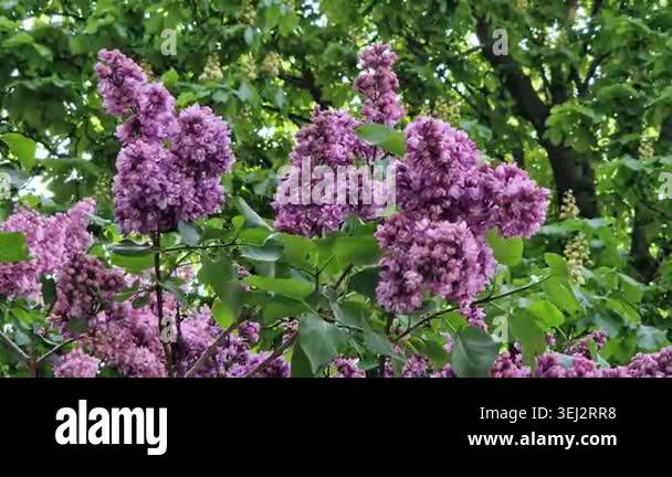 Lilac flowers among green leaves. Floral natural background. Close-up ...