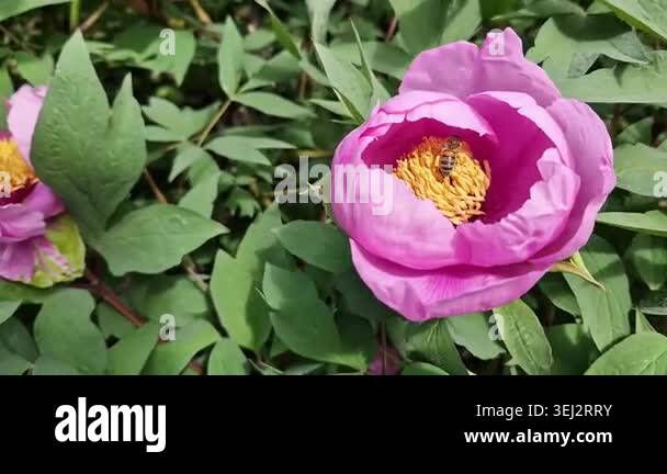 Blooming pink peony with a bright yellow core, close-up. A bee collects ...