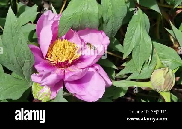 Blooming pink peony with a bright yellow core, close-up. A bee collects ...