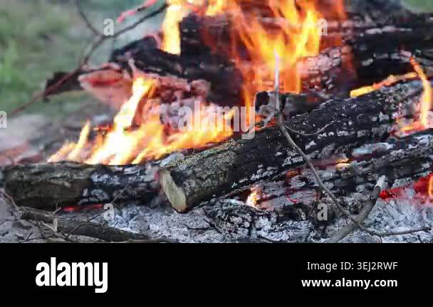 Close-up of a burning bonfire. Bonfire with charred wood, white ash and ...