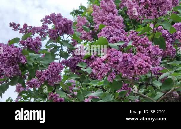Lilac flowers among green leaves. Floral natural background. Close-up ...