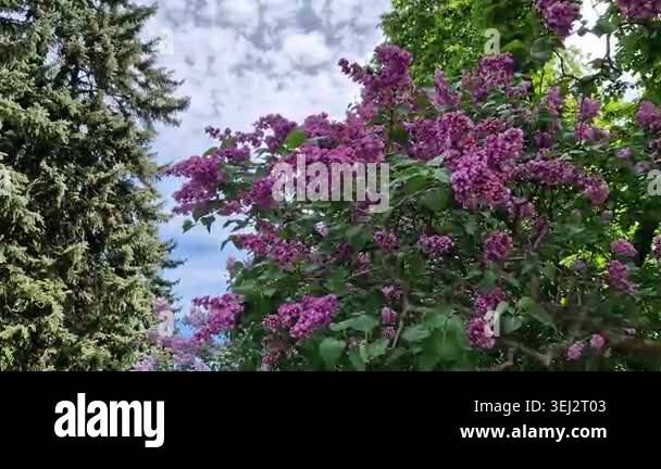 Lilac flowers among green leaves. Floral natural background. Close-up ...