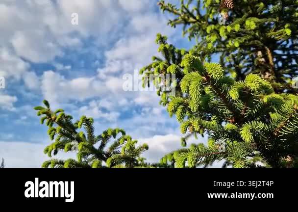 Spruce branches with young shoots and cones on a background of blue sky ...