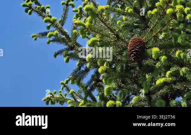 Spruce branches with young shoots and cones on a background of blue sky ...