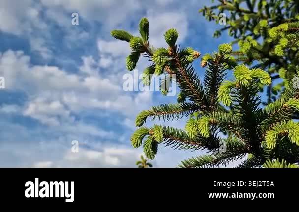 Spruce branches with young shoots and cones on a background of blue sky ...