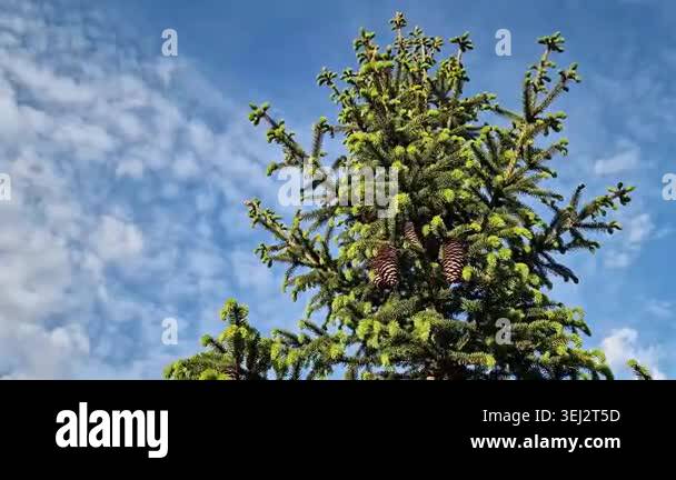 Spruce branches with young shoots and cones on a background of blue sky ...