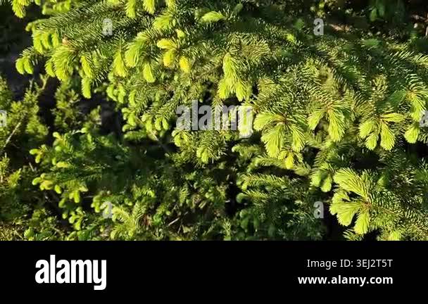 Spruce branches with young shoots and cones on a background of blue sky ...