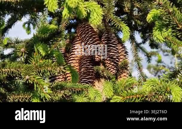 Spruce branches with young shoots and cones on a background of blue sky ...