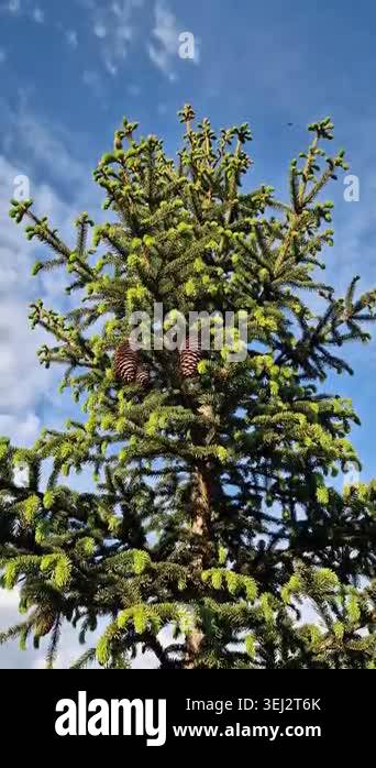 Spruce branches with young shoots and cones on a background of blue sky ...