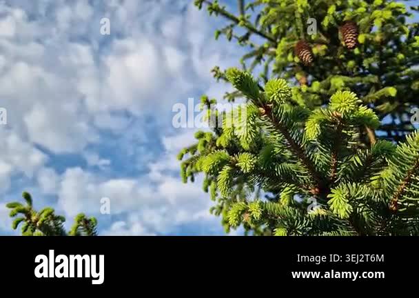 Spruce branches with young shoots and cones on a background of blue sky ...