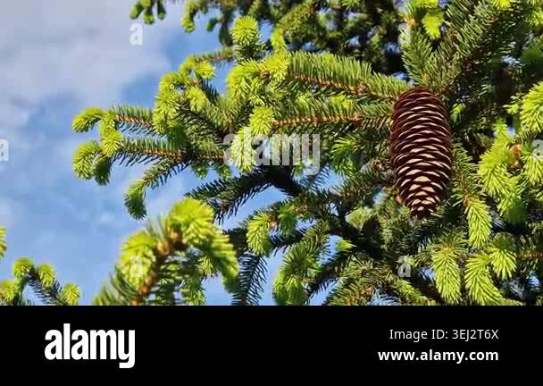 Spruce branches with young shoots and cones on a background of blue sky ...