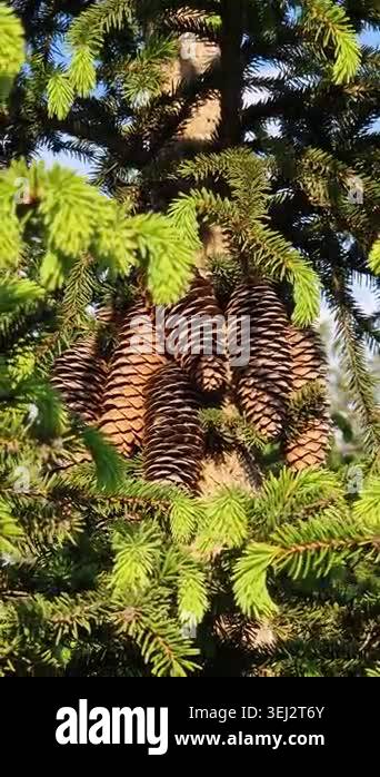 Spruce branches with young shoots and cones on a background of blue sky ...