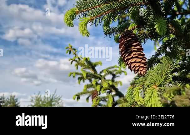Spruce branches with young shoots and cones on a background of blue sky ...