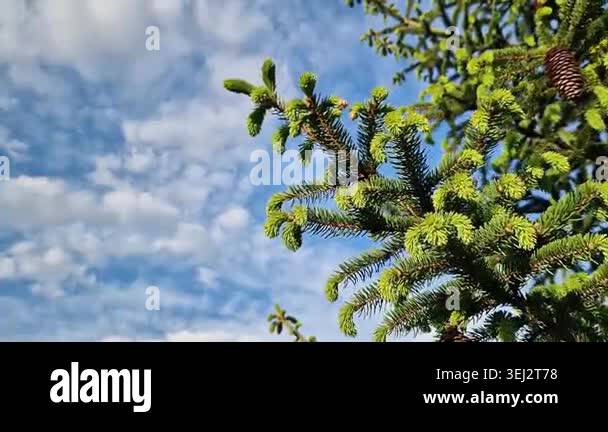 Spruce branches with young shoots and cones on a background of blue sky ...