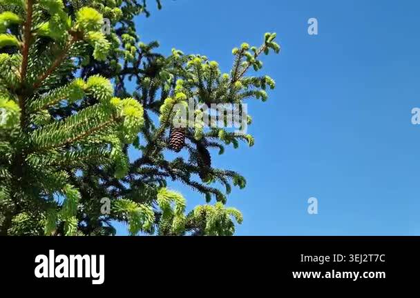 Spruce branches with young shoots and cones on a background of blue sky ...