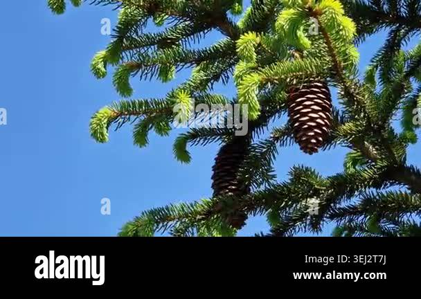 Spruce branches with young shoots and cones on a background of blue sky ...