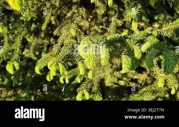 Spruce branches with young shoots and cones on a background of blue sky ...