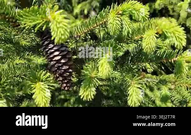 Spruce branches with young shoots and cones on a background of blue sky ...