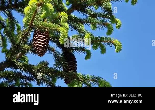 Spruce branches with young shoots and cones on a background of blue sky ...