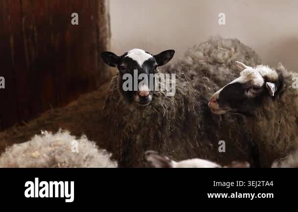 A group of domestic sheep with thick wool and characteristic dark spots ...