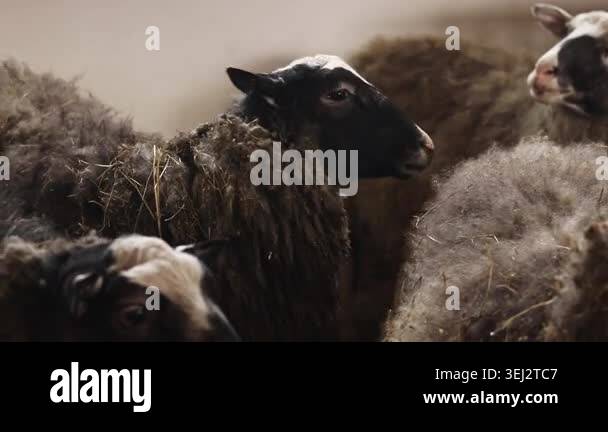 A group of domestic sheep with thick wool and characteristic dark spots ...