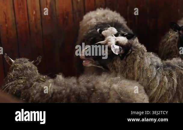 A group of domestic sheep with thick wool and characteristic dark spots ...