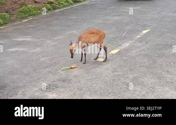 Indonesia, 16 May 2026 - A cute little brown deer eating carrot on the ...