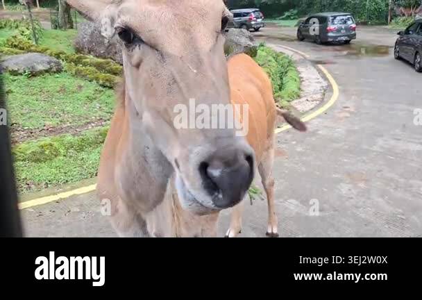 Indonesia, 16 May 2026 - Closeup footage of deer eating carrot at ...