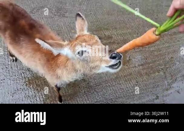 Brown baby deer eating a carrot deliciously in the zoo Stock Video ...
